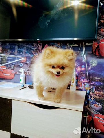 Померанский шпиц