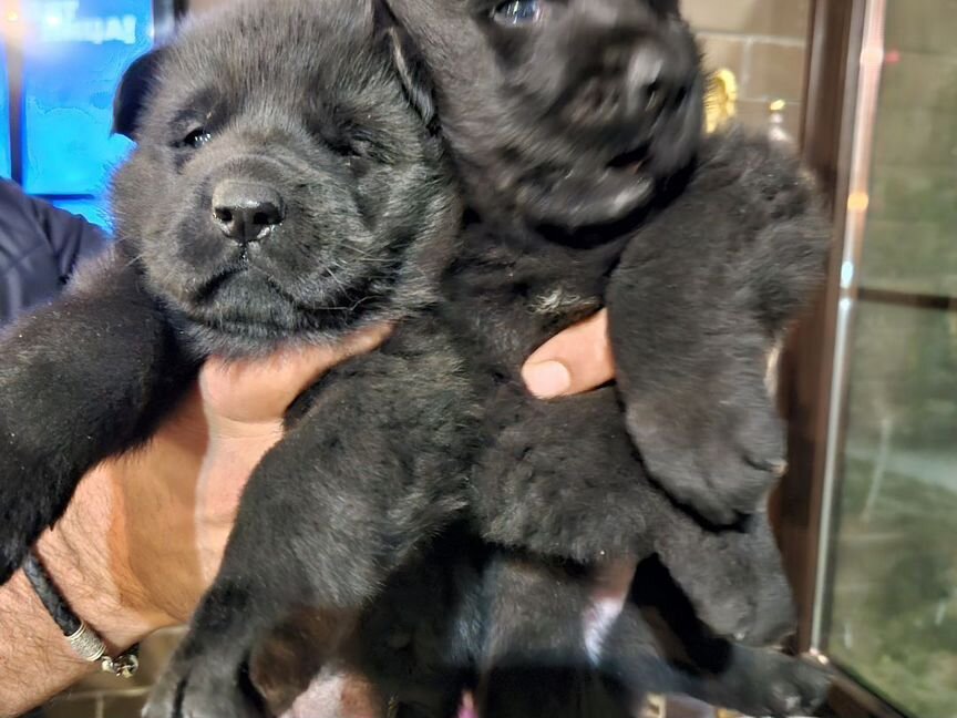 Щенки немецкой овчарки черные