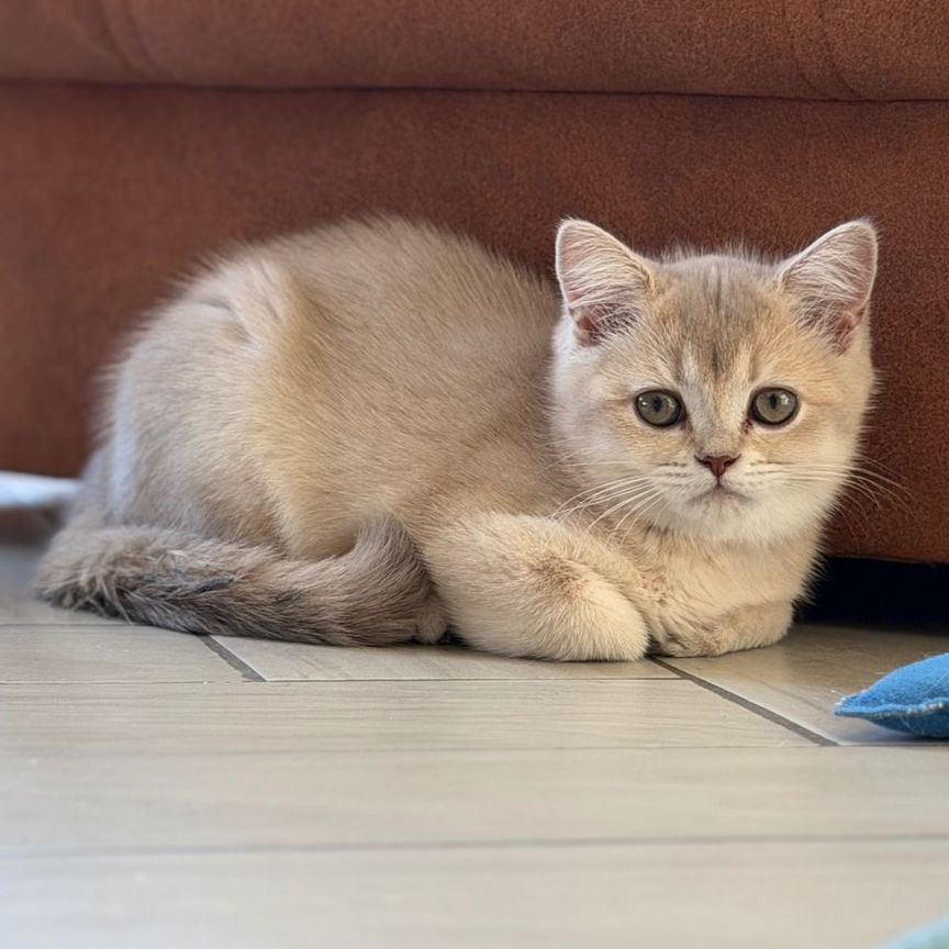 Шотландский прямоухий короткошёрстный котёнок