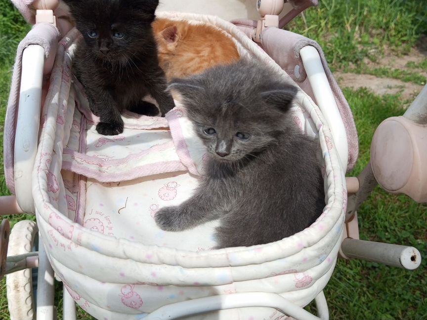 Кошки помесь бобтейлера