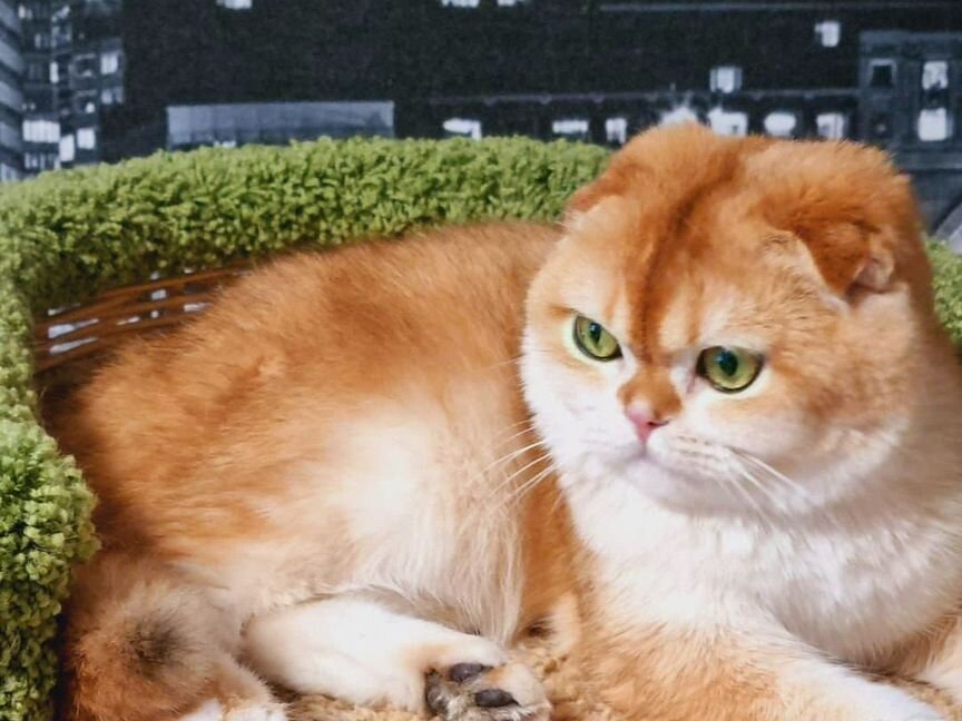 Мальчик SFS ny12 золотая шиншилла