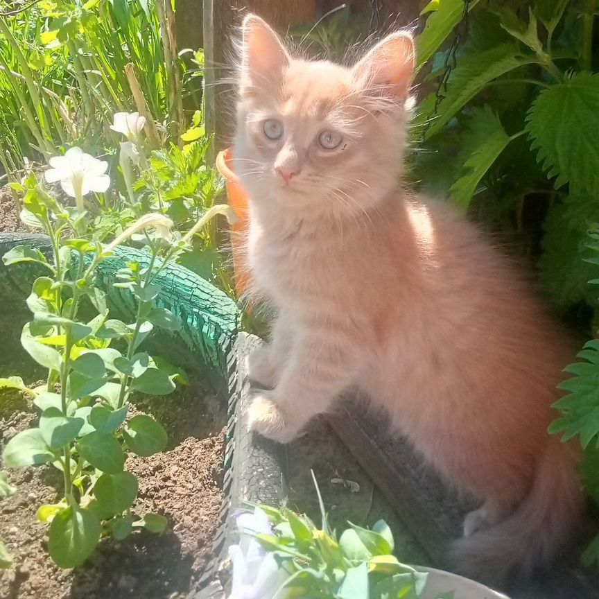 Котёнок в добрые руки