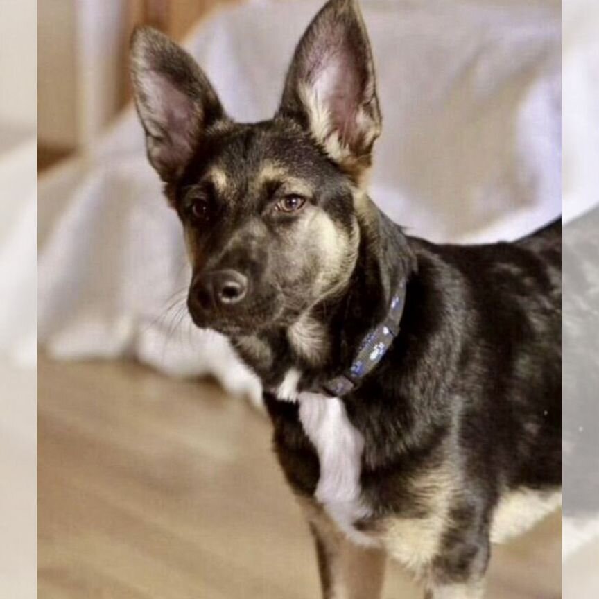 Взрослый пёс в добрые руки