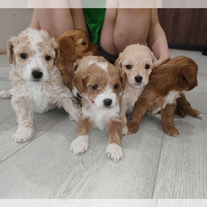 Мальтипу, щенок