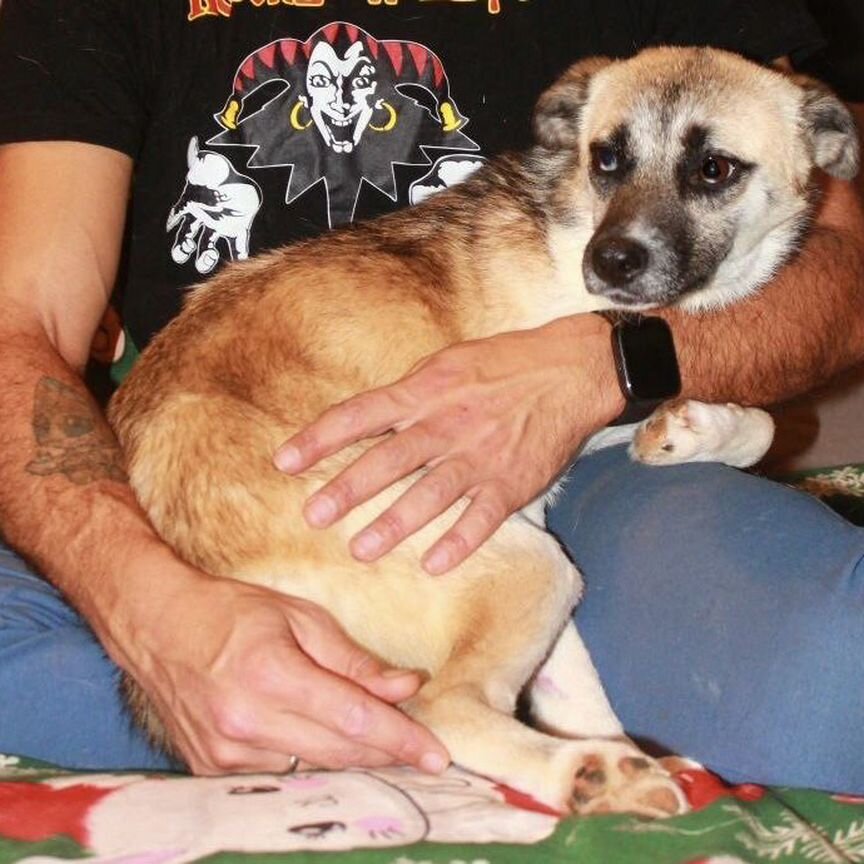 Взрослая собака в добрые руки