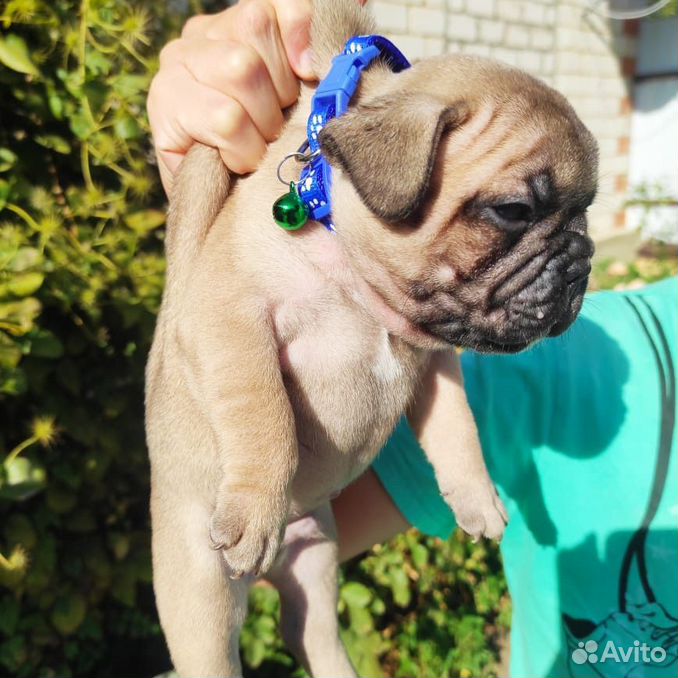 Щенки француского бульдога