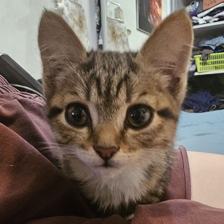 Отдаю котенка бесплатно