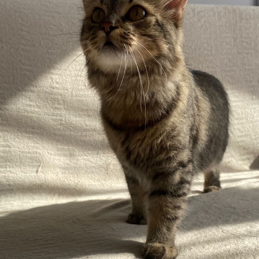 Красавчик Лекс