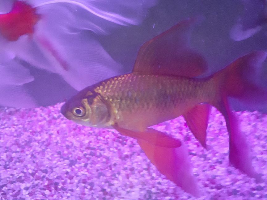 Золотые рыбки, комета