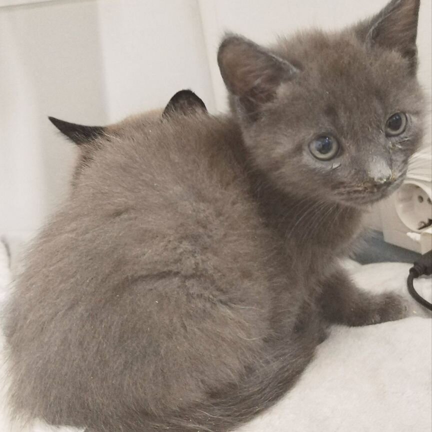 Котик в добрые руки маленький