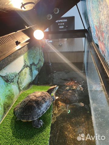 Черепаха красноухая с террариумом