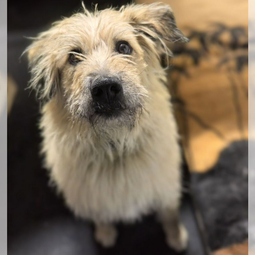 Взрослый пёс в добрые руки