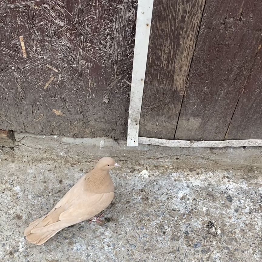 Бакинские голуби