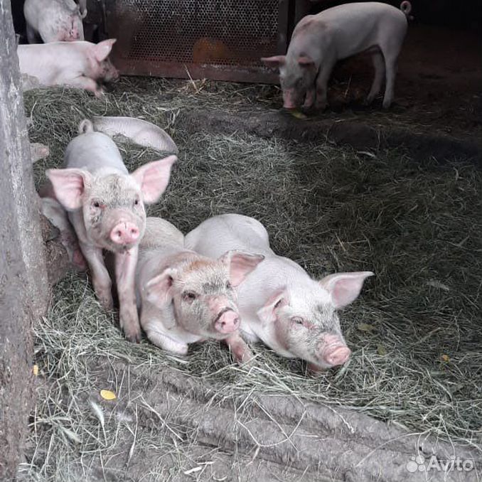 Поросята-кабанчики