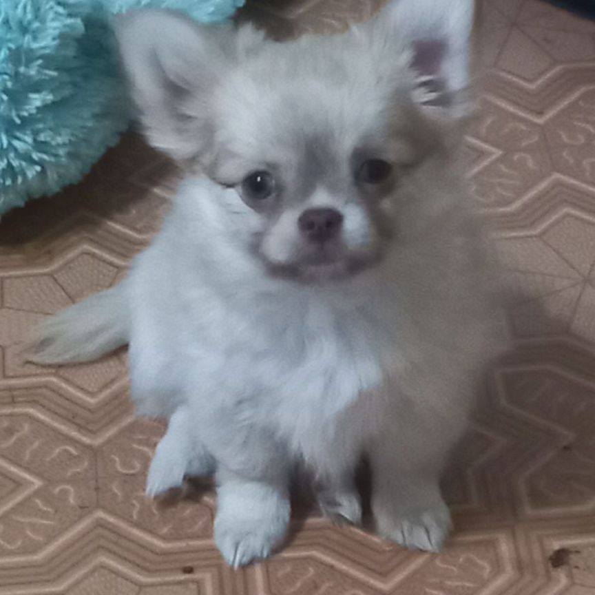 Чихуахуа, щенок