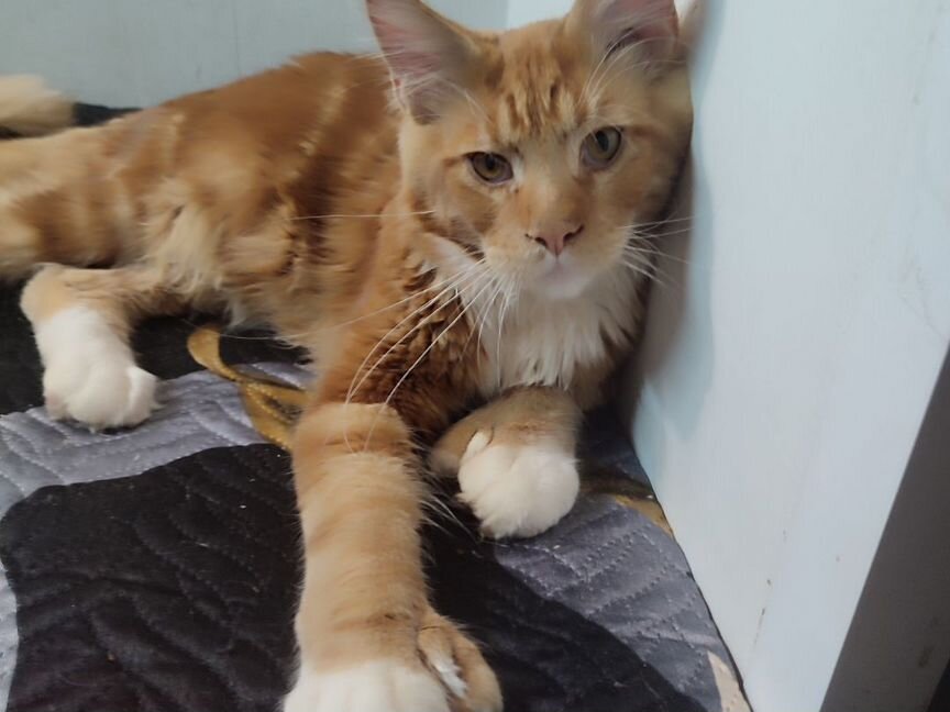 Котята мейкун полидакт