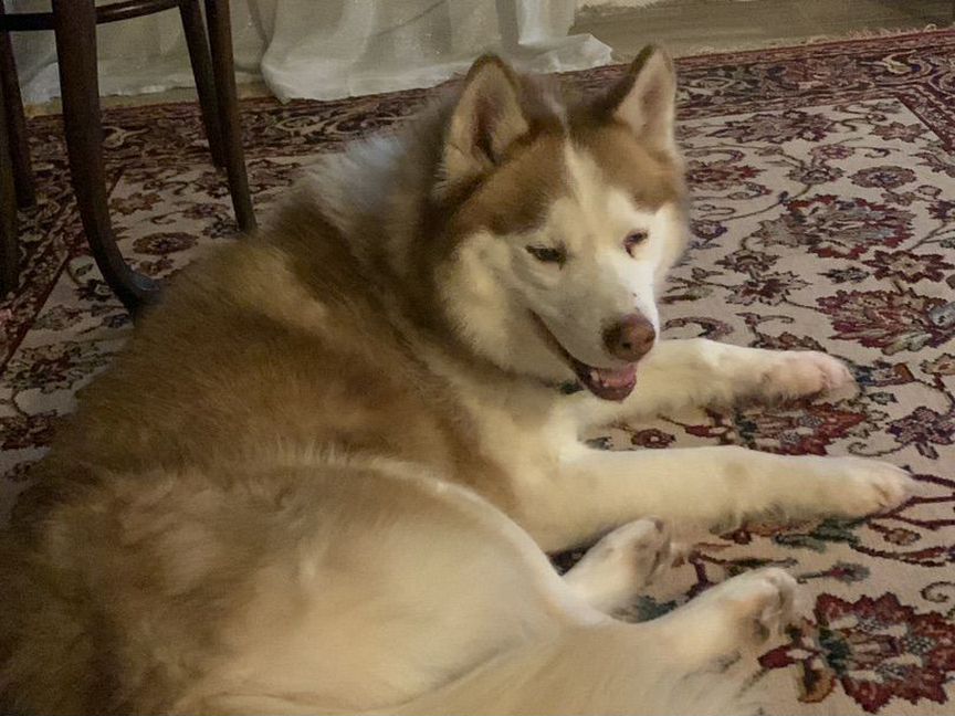 Хаски в добрые руки