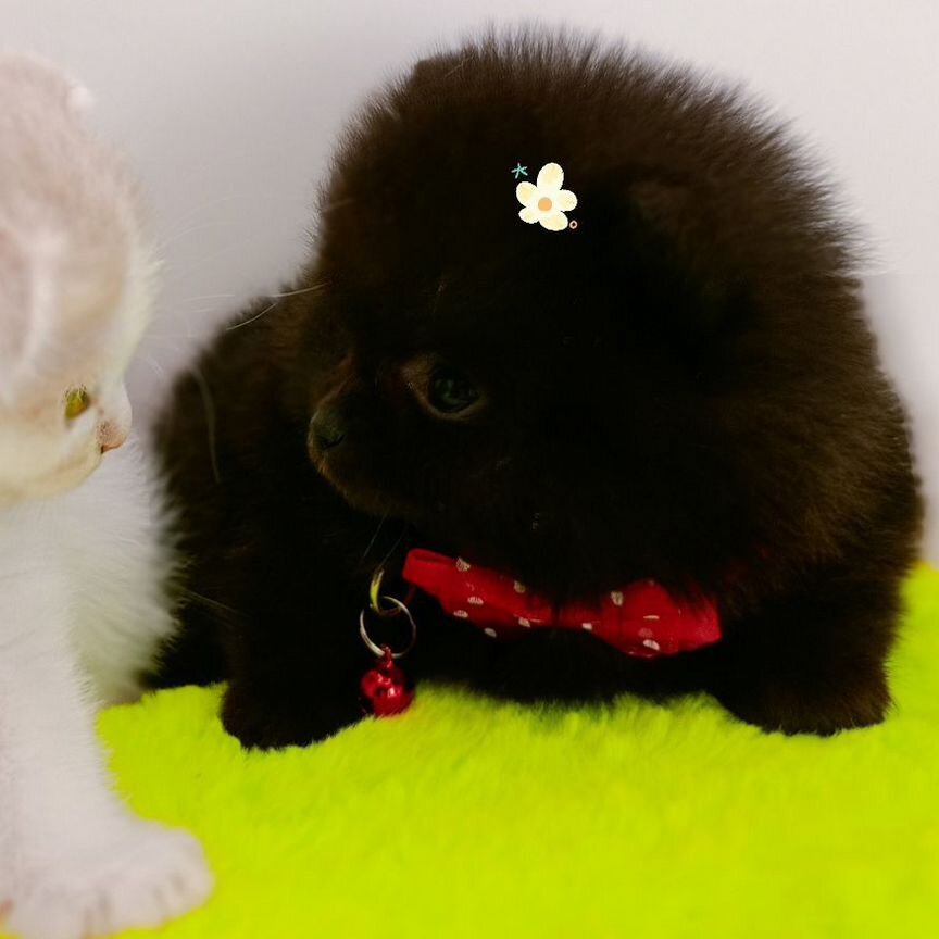 Померанский шпиц, щенок