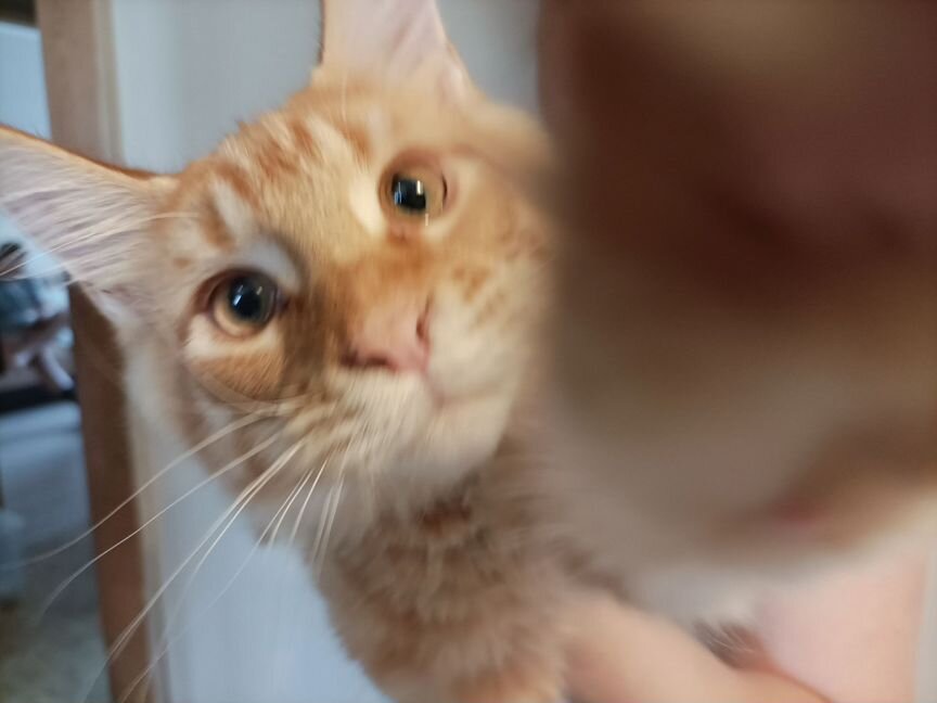 Котёнок мейн-кун