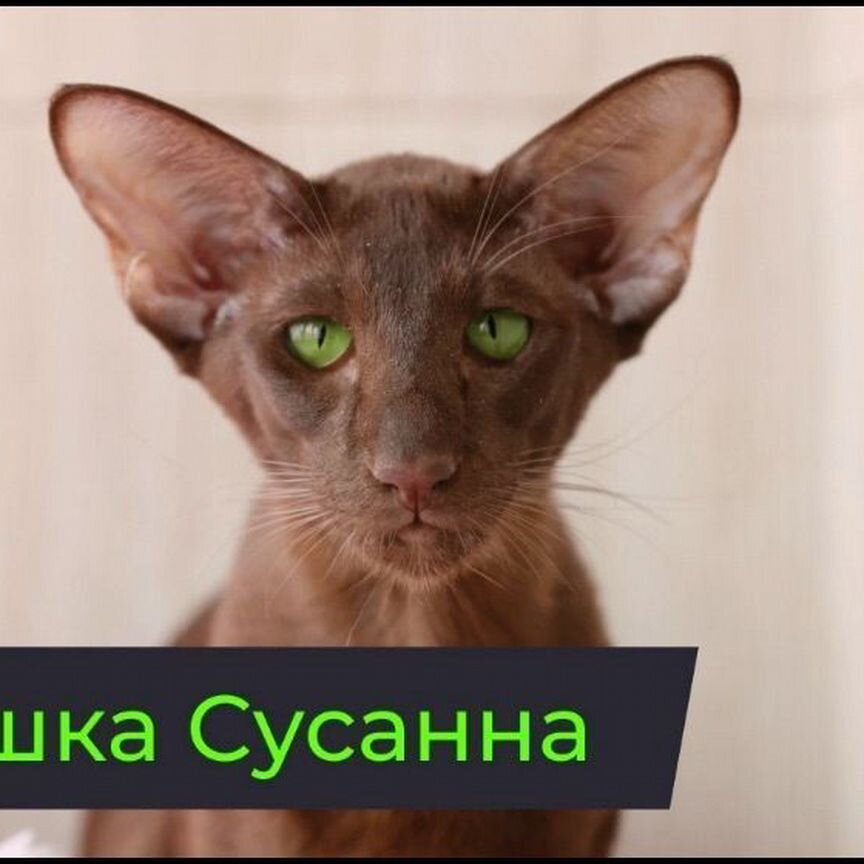 Кошка ориентальная