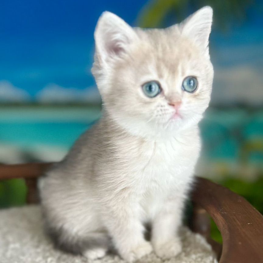 Британский короткошёрстный котёнок