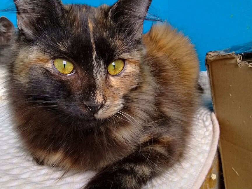 Кошечка-пеструшка в дар