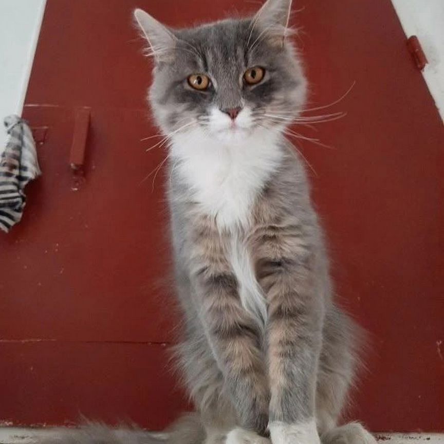 Взрослый кот в добрые руки