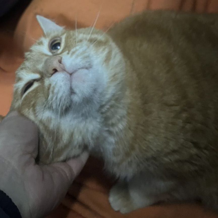 Взрослый кот в добрые руки