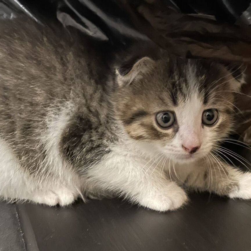 Отдадим малышей в добрые руки