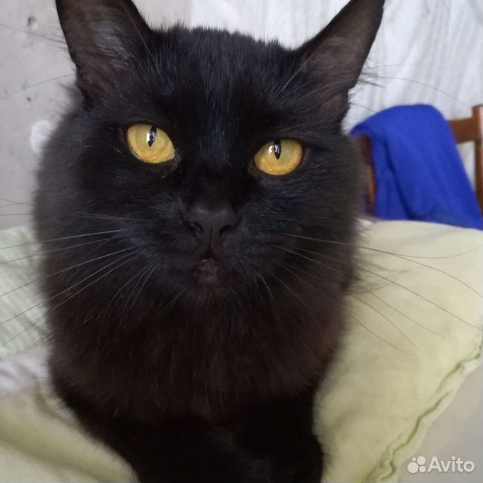 Черная кошечка красавица