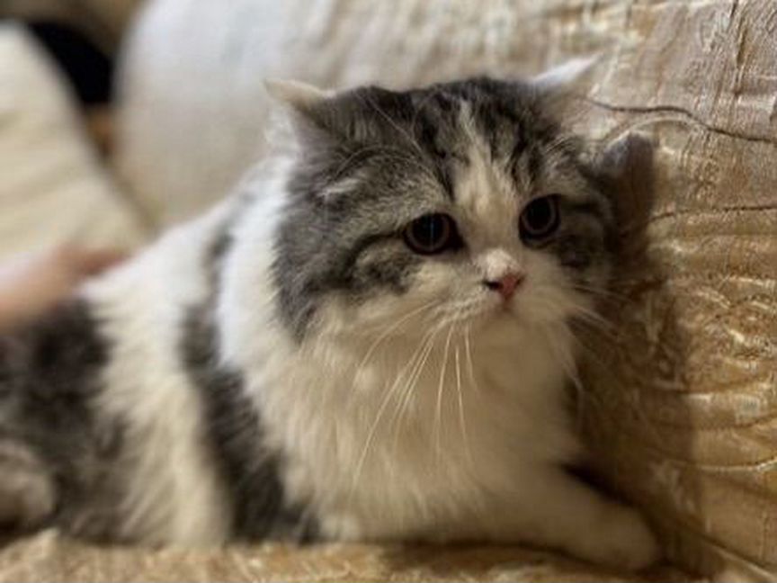 Шотландский Кот (бесплатно)