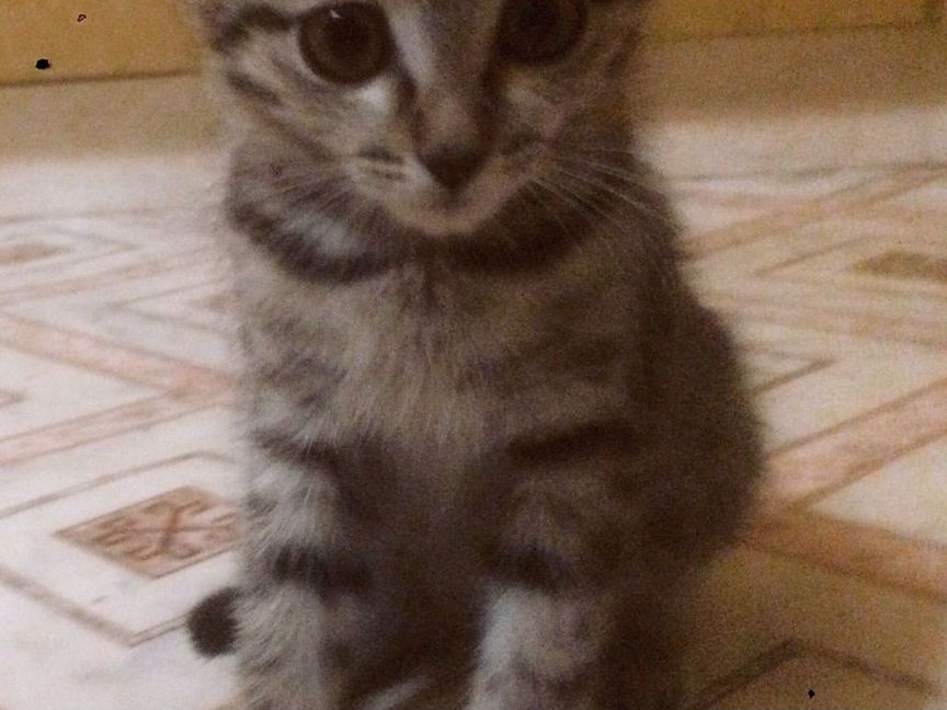 Котята в добрые руки бесплатно