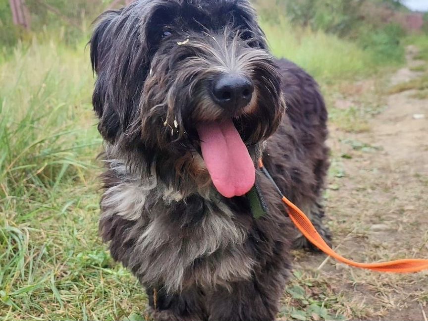 Миниатюрная Соня ищет семью