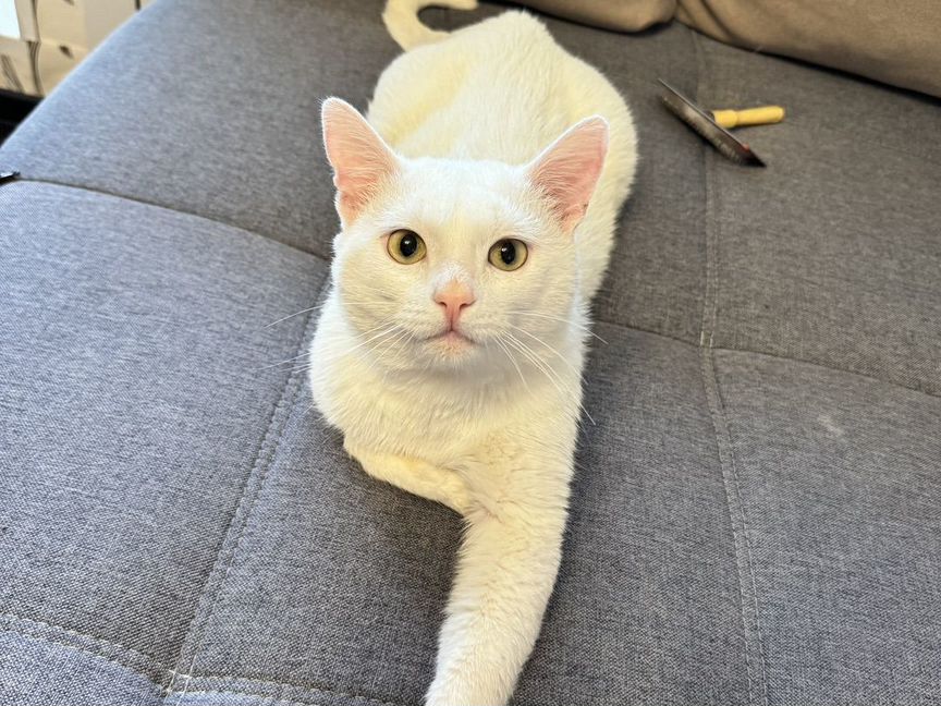 Белый кот