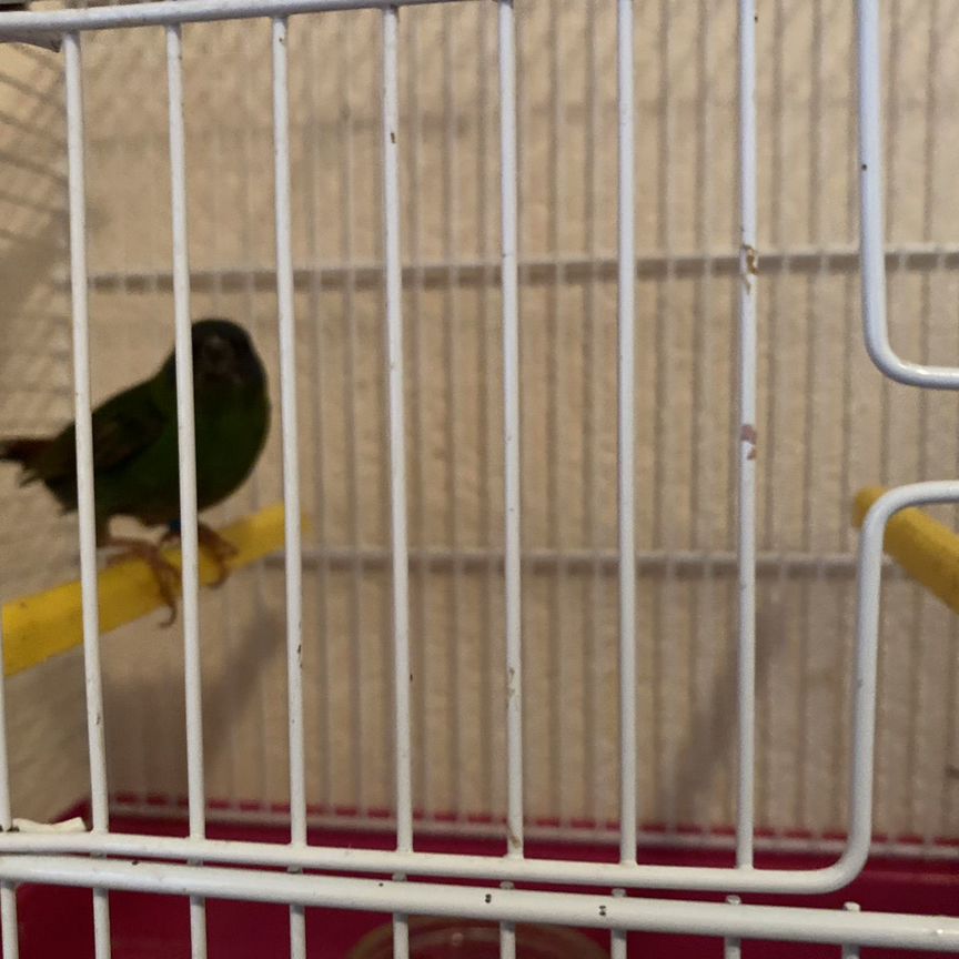 Трехцветные попугайные амадины