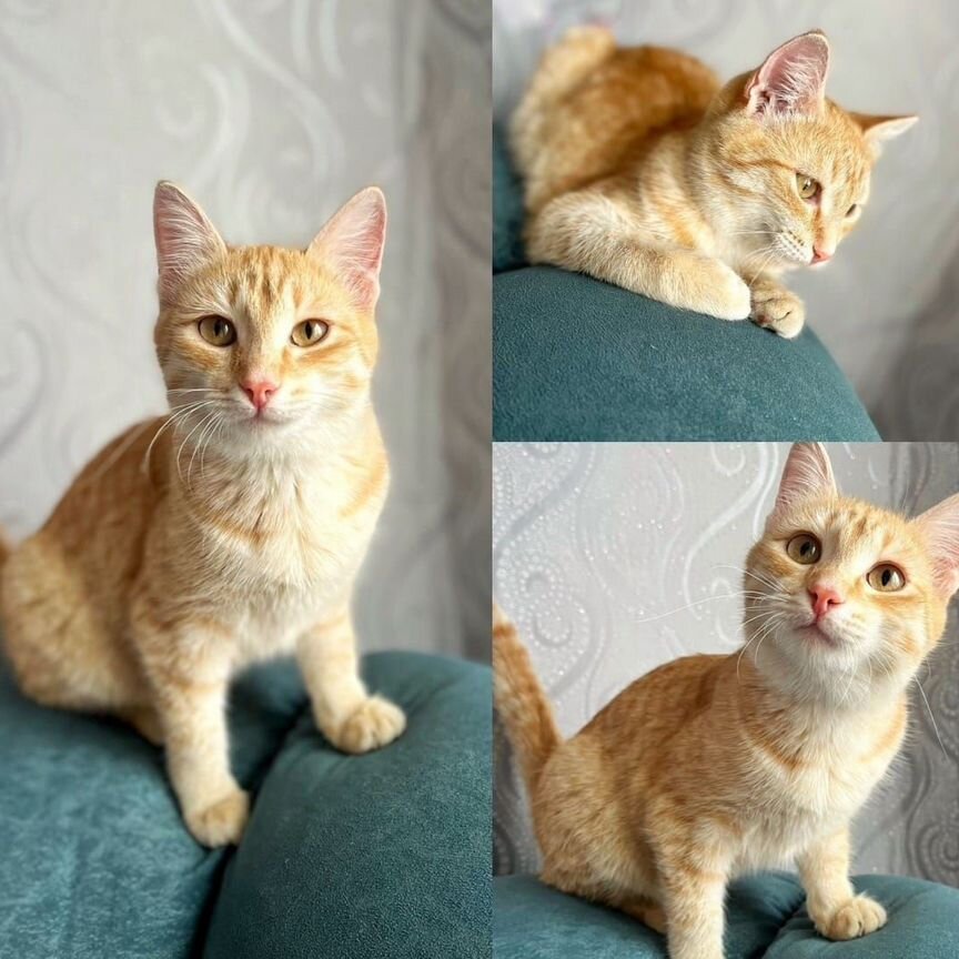 Котёнок в добрые руки