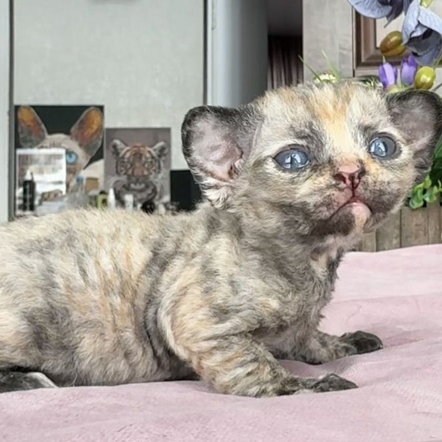Девон-рекс котёнок