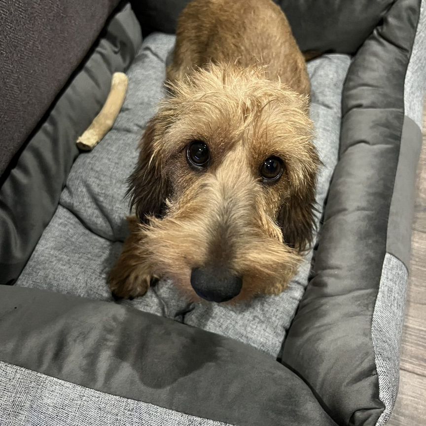 Такса жесткошерстная