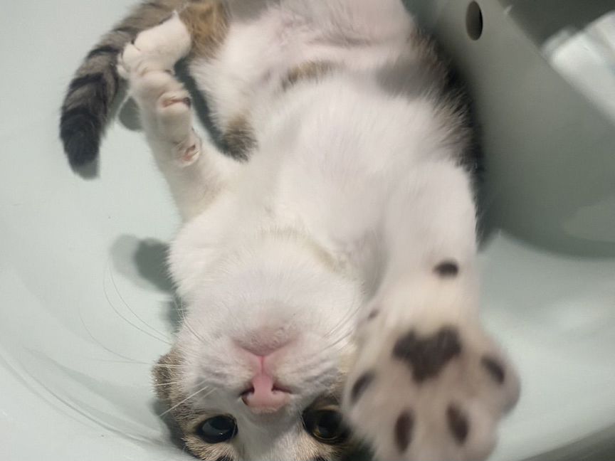 Котенок