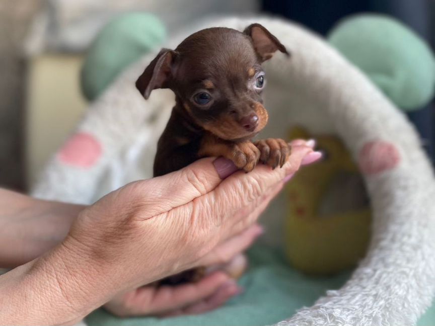 Мини той-терьер