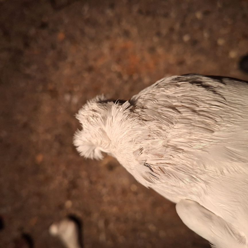 Армянский Голуби