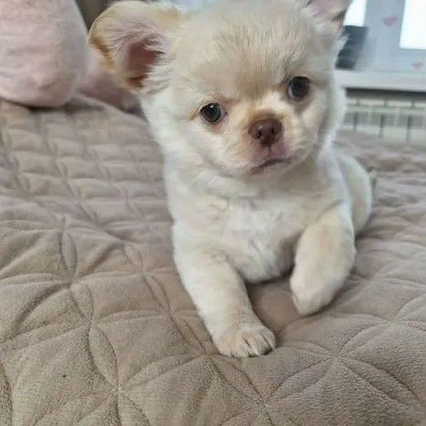 Чихуахуа зеленоглазый блондинчик