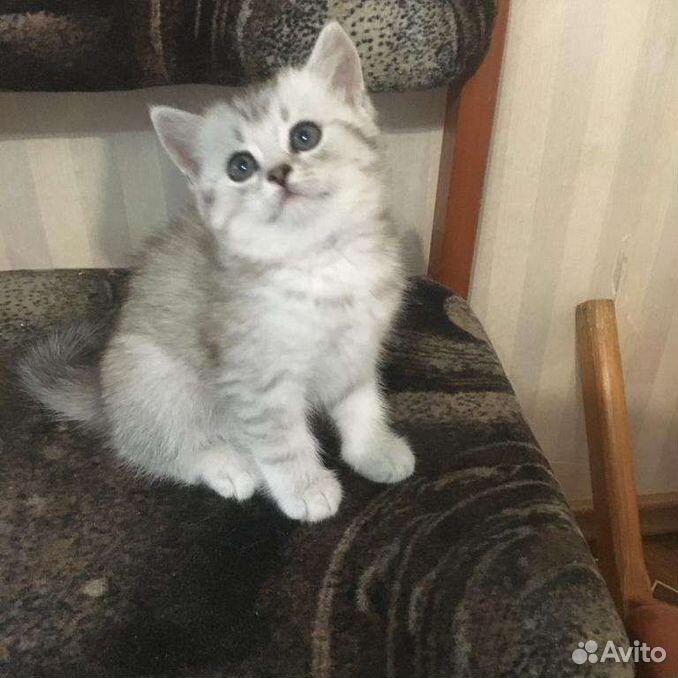 Мамзель-шиншилла