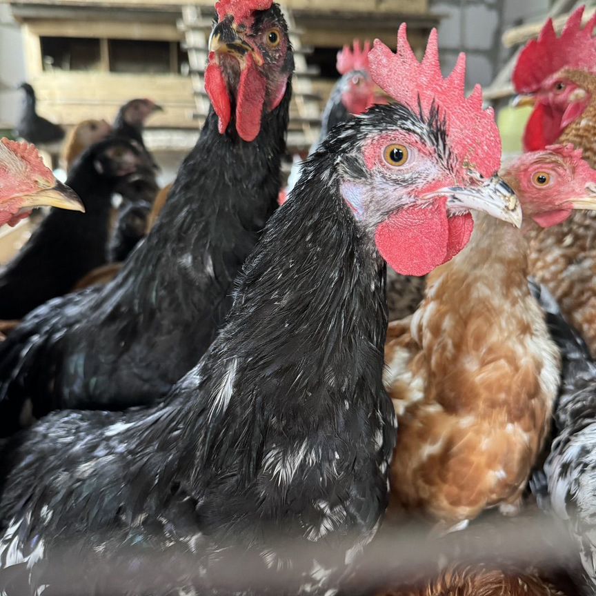 Молодые петухи