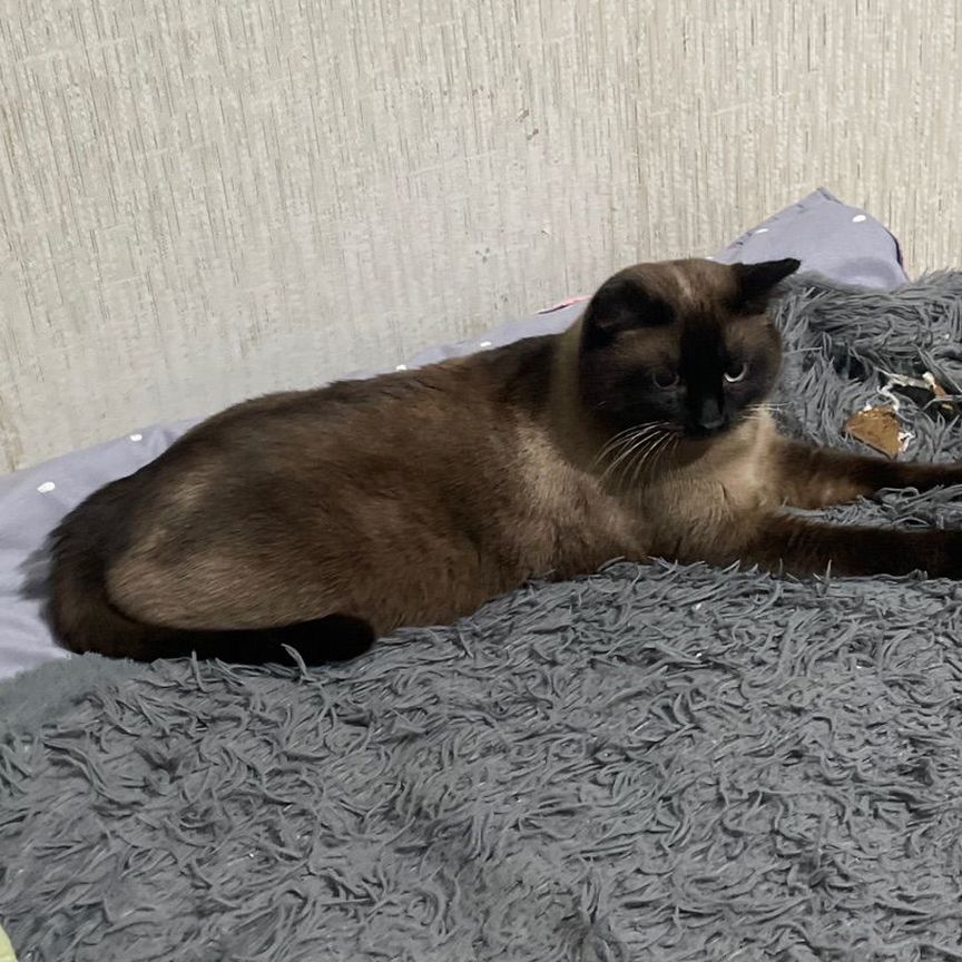 Сиамский, взрослый кот