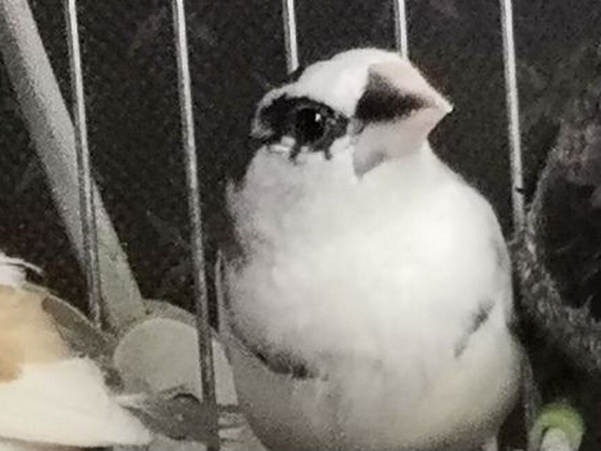 Японская Амадина Самец