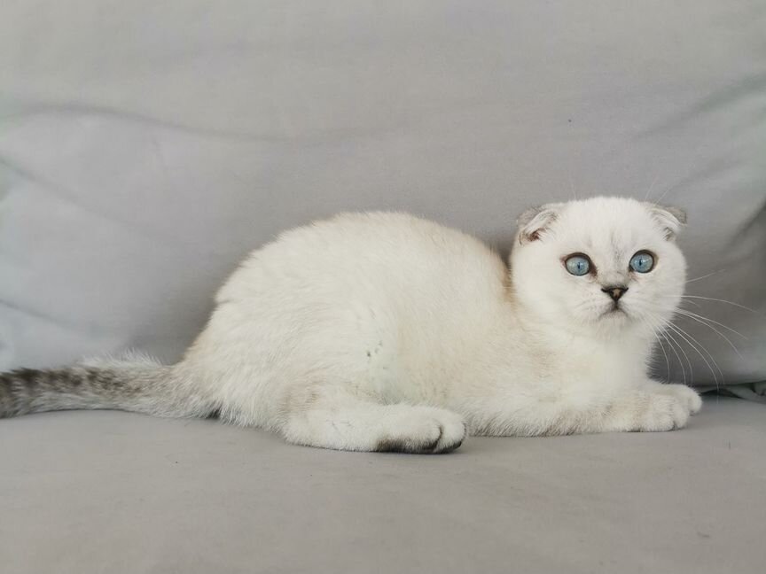 Голубоглазый блондин