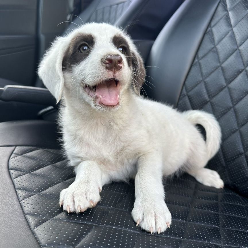 Щенок мальчик в добрые руки