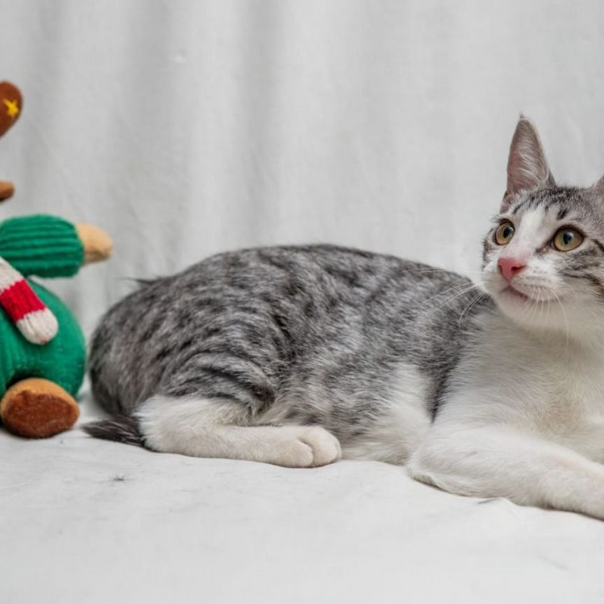 Котенок девочка очень игривая в дар