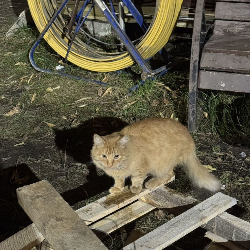 Рыжий малыш умирает от холода